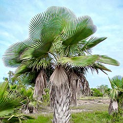 Copernicia roigii - Monaco Nature Encyclopedia