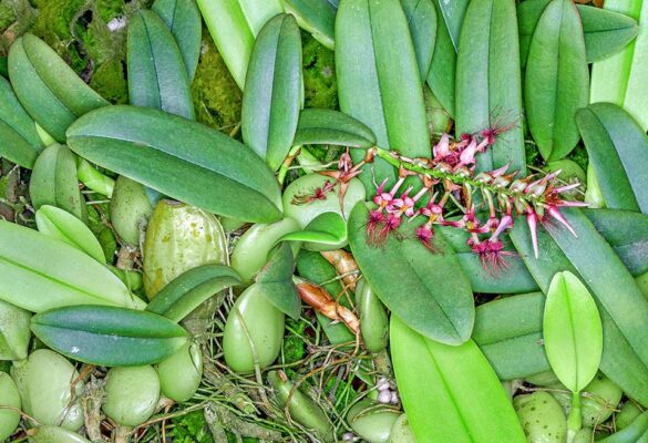 Bulbophyllum barbigerum - Monaco Nature Encyclopedia