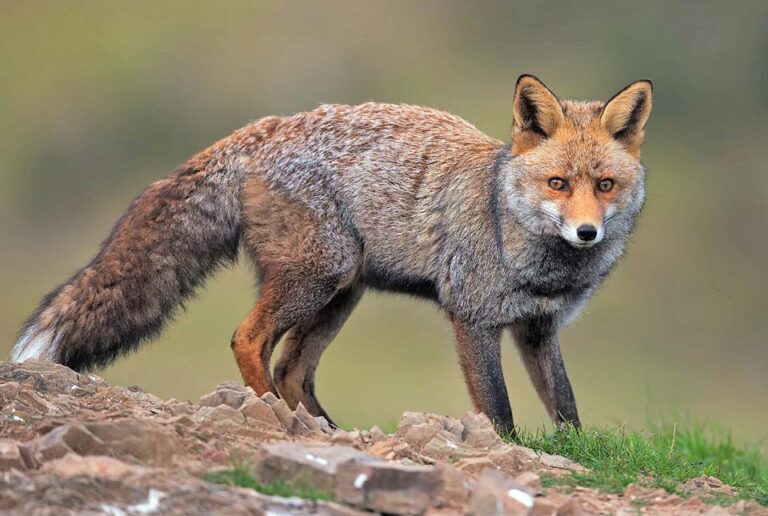 Vulpes vulpes - Monaco Nature Encyclopedia