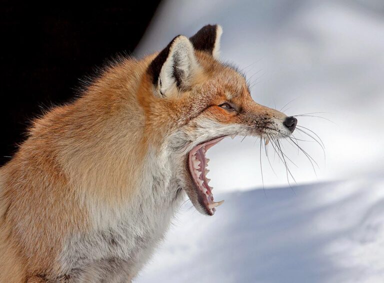 Vulpes vulpes - Monaco Nature Encyclopedia