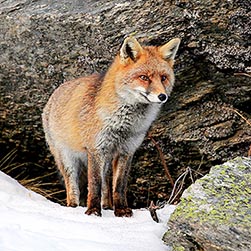 Vulpes vulpes - Monaco Nature Encyclopedia