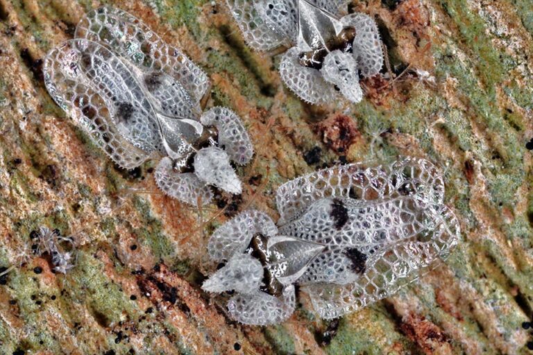 Corythucha ciliata - Monaco Nature Encyclopedia