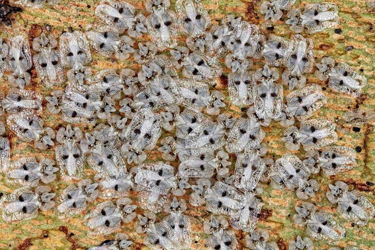 Corythucha ciliata - Monaco Nature Encyclopedia