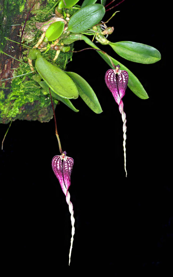 Bulbophyllum contortisepalum - Monaco Nature Encyclopedia