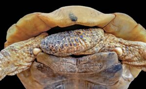 Testudo graeca - Monaco Nature Encyclopedia