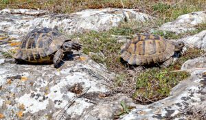 Testudo graeca - Monaco Nature Encyclopedia