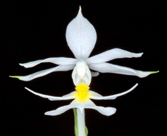 Calanthe triplicata - Monaco Nature Encyclopedia