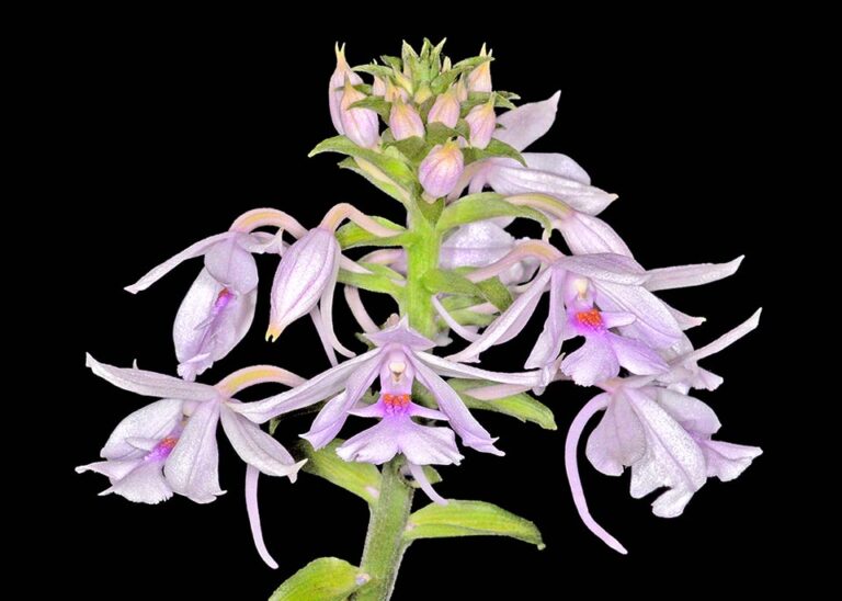 Calanthe triplicata - Monaco Nature Encyclopedia