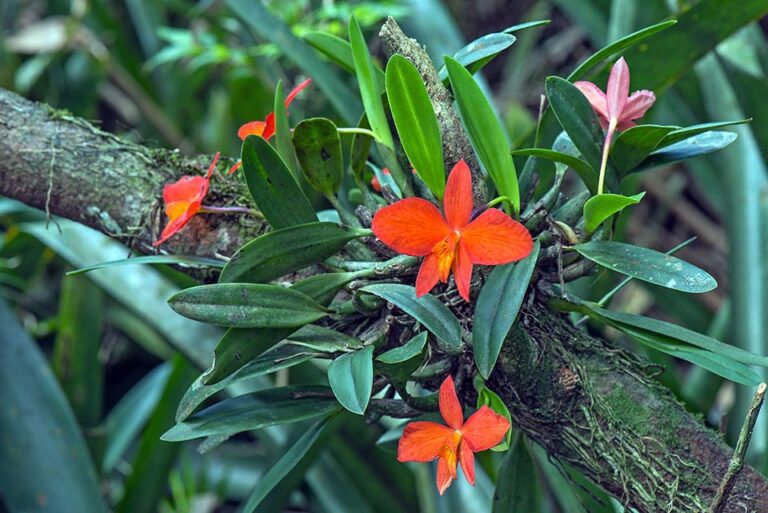 Cattleya coccinea - Monaco Nature Encyclopedia