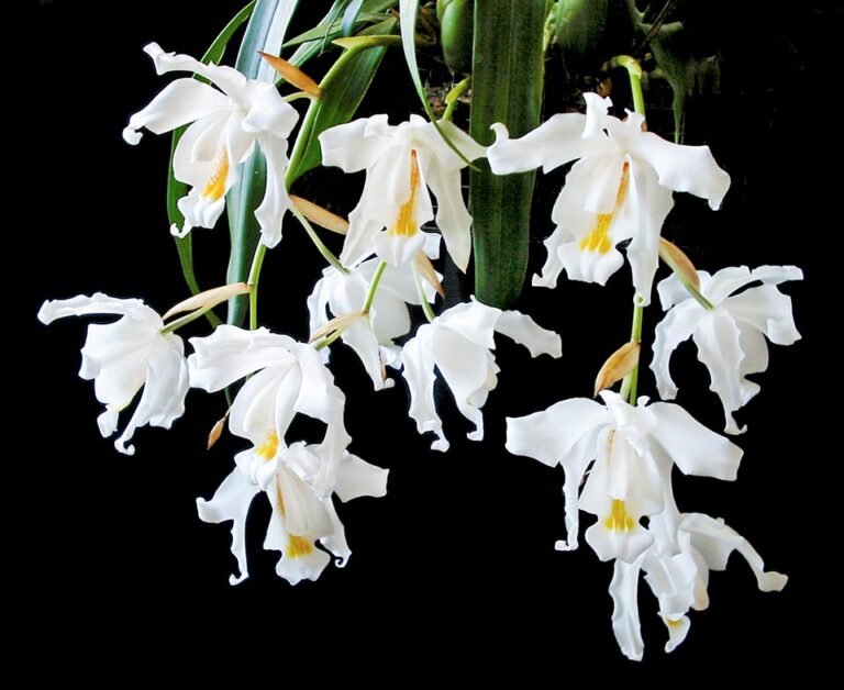 Coelogyne cristata - Monaco Nature Encyclopedia