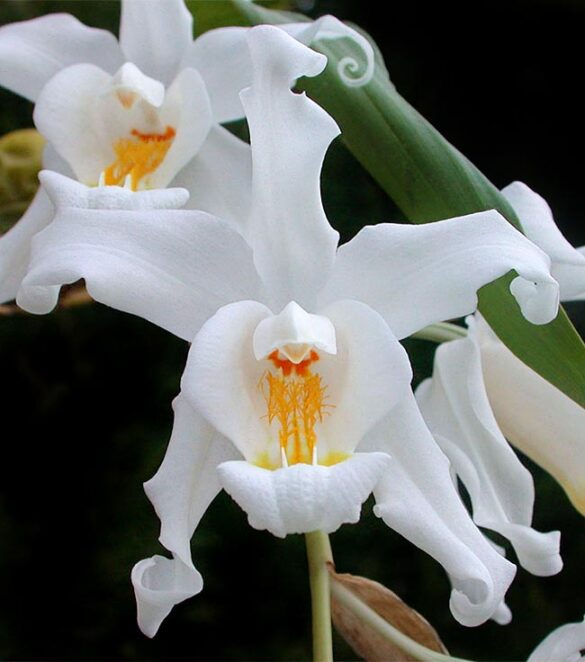 Coelogyne cristata - Monaco Nature Encyclopedia