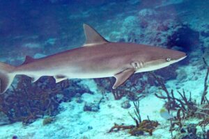 Chondrichthyes - Monaco Nature Encyclopedia