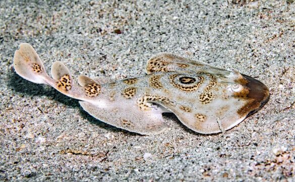 Chondrichthyes - Monaco Nature Encyclopedia