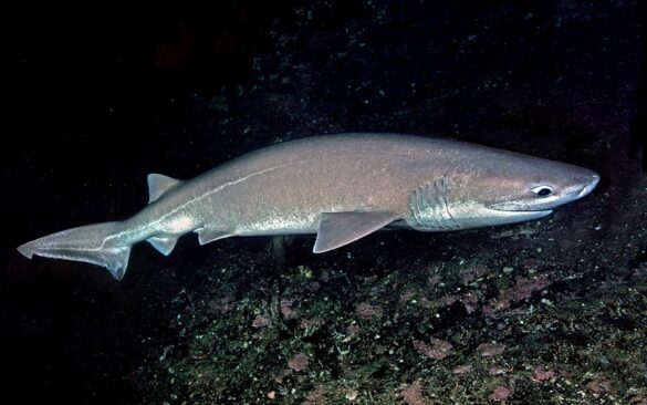 Chondrichthyes - Monaco Nature Encyclopedia