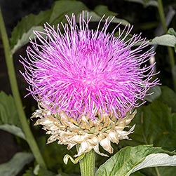 Rhaponticum heleniifolium - Monaco Nature Encyclopedia