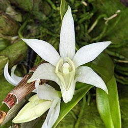 Dendrobium compactum - Monaco Nature Encyclopedia