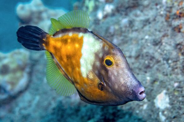 Cantherhines macrocerus - Monaco Nature Encyclopedia