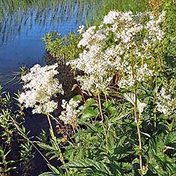 Filipendula ulmaria - Monaco Nature Encyclopedia