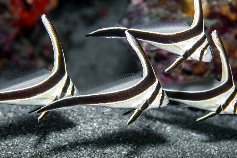 Eques lanceolatus - Monaco Nature Encyclopedia