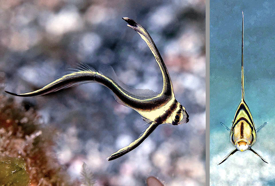 Eques lanceolatus - Monaco Nature Encyclopedia