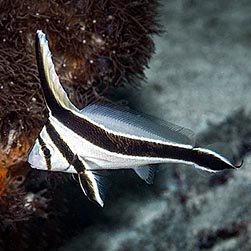 Eques lanceolatus - Monaco Nature Encyclopedia