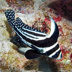 Eques punctatus - Monaco Nature Encyclopedia