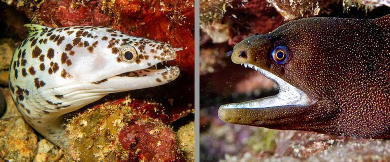 Gymnothorax miliaris - Monaco Nature Encyclopedia