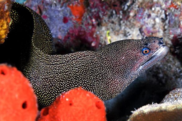 Gymnothorax miliaris - Monaco Nature Encyclopedia