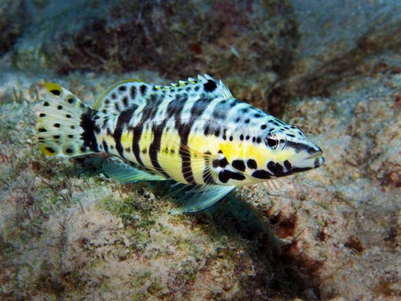 Serranus tigrinus - Monaco Nature Encyclopedia