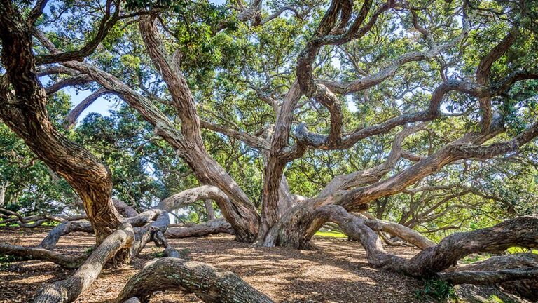 Metrosideros excelsa - Monaco Nature Encyclopedia