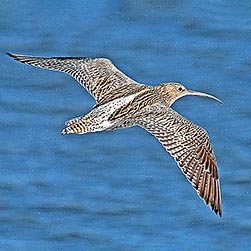 Numenius arquata - Monaco Nature Encyclopedia
