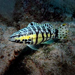 Serranus tigrinus - Monaco Nature Encyclopedia