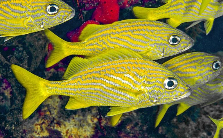 Haemulon flavolineatum - Monaco Nature Encyclopedia