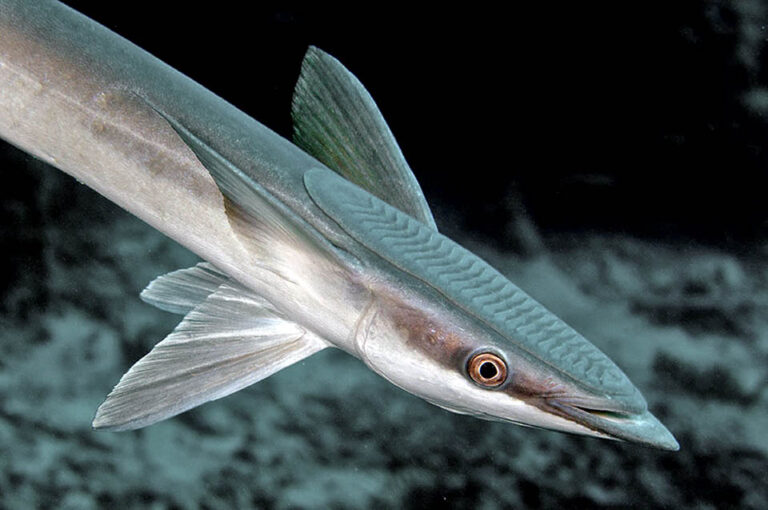 Echeneis naucrates - Monaco Nature Encyclopedia