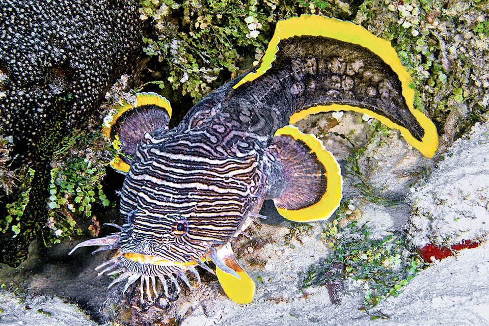 Sanopus splendidus - Monaco Nature Encyclopedia