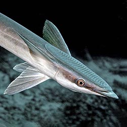 Echeneis naucrates - Monaco Nature Encyclopedia