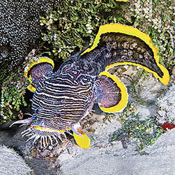 Sanopus splendidus - Monaco Nature Encyclopedia