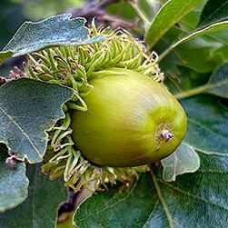 Quercus cerris - Monaco Nature Encyclopedia