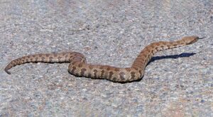 Macrovipera lebetinus - Monaco Nature Encyclopedia