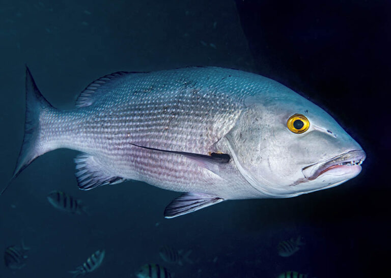 Lutjanus bohar - Monaco Nature Encyclopedia