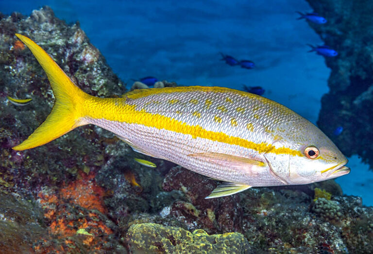 Ocyurus chrysurus - Monaco Nature Encyclopedia