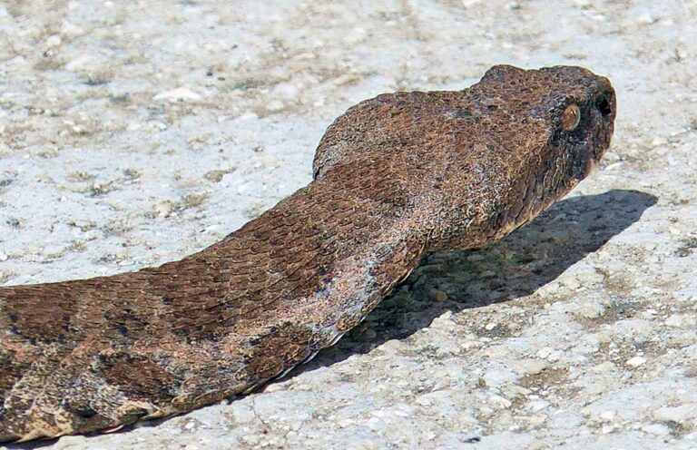 Macrovipera lebetinus - Monaco Nature Encyclopedia