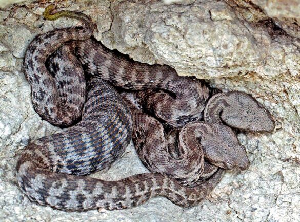 Macrovipera lebetinus - Monaco Nature Encyclopedia