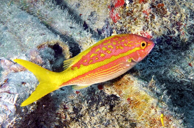 Ocyurus chrysurus - Monaco Nature Encyclopedia