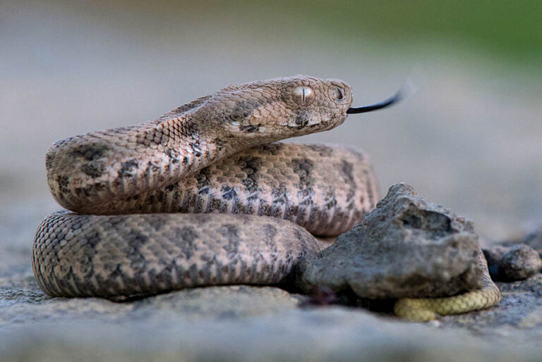 Macrovipera lebetinus - Monaco Nature Encyclopedia