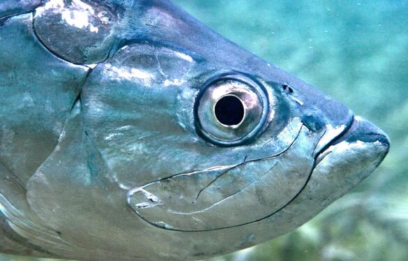 Megalops atlanticus - Monaco Nature Encyclopedia
