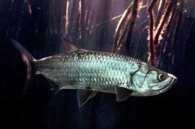 Megalops atlanticus - Monaco Nature Encyclopedia