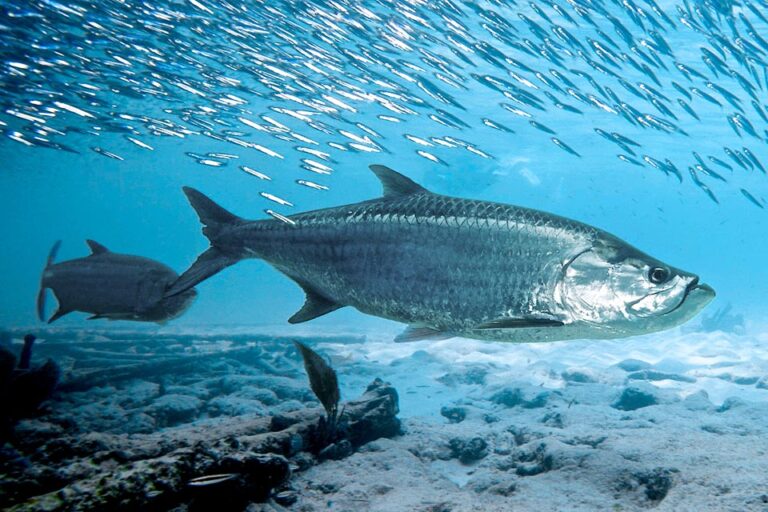 Megalops atlanticus - Monaco Nature Encyclopedia
