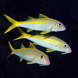 Mulloidichthys martinicus - Monaco Nature Encyclopedia