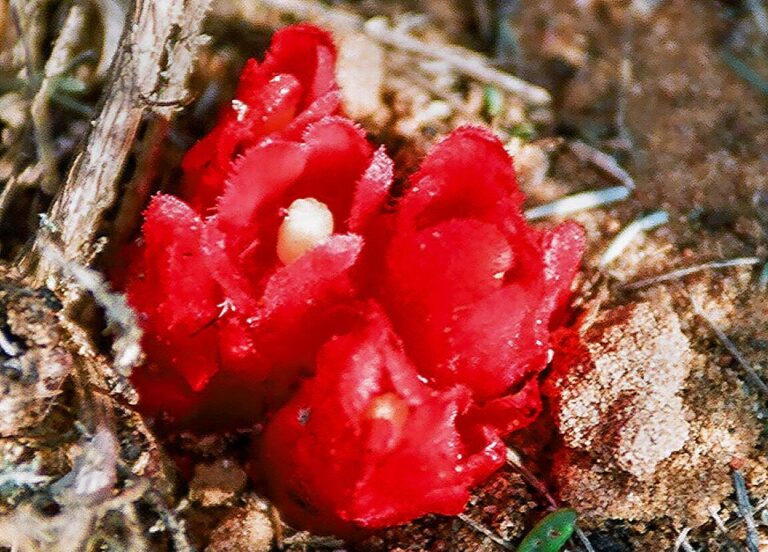 Cytinaceae - Monaco Nature Encyclopedia